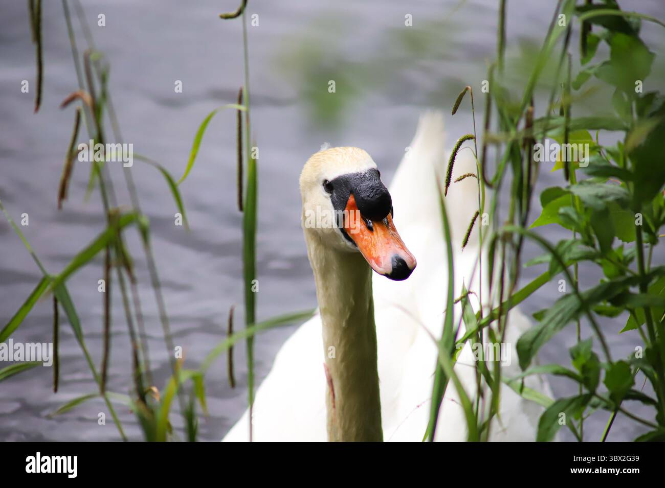 White Swan looking Stock Photo - Alamy
