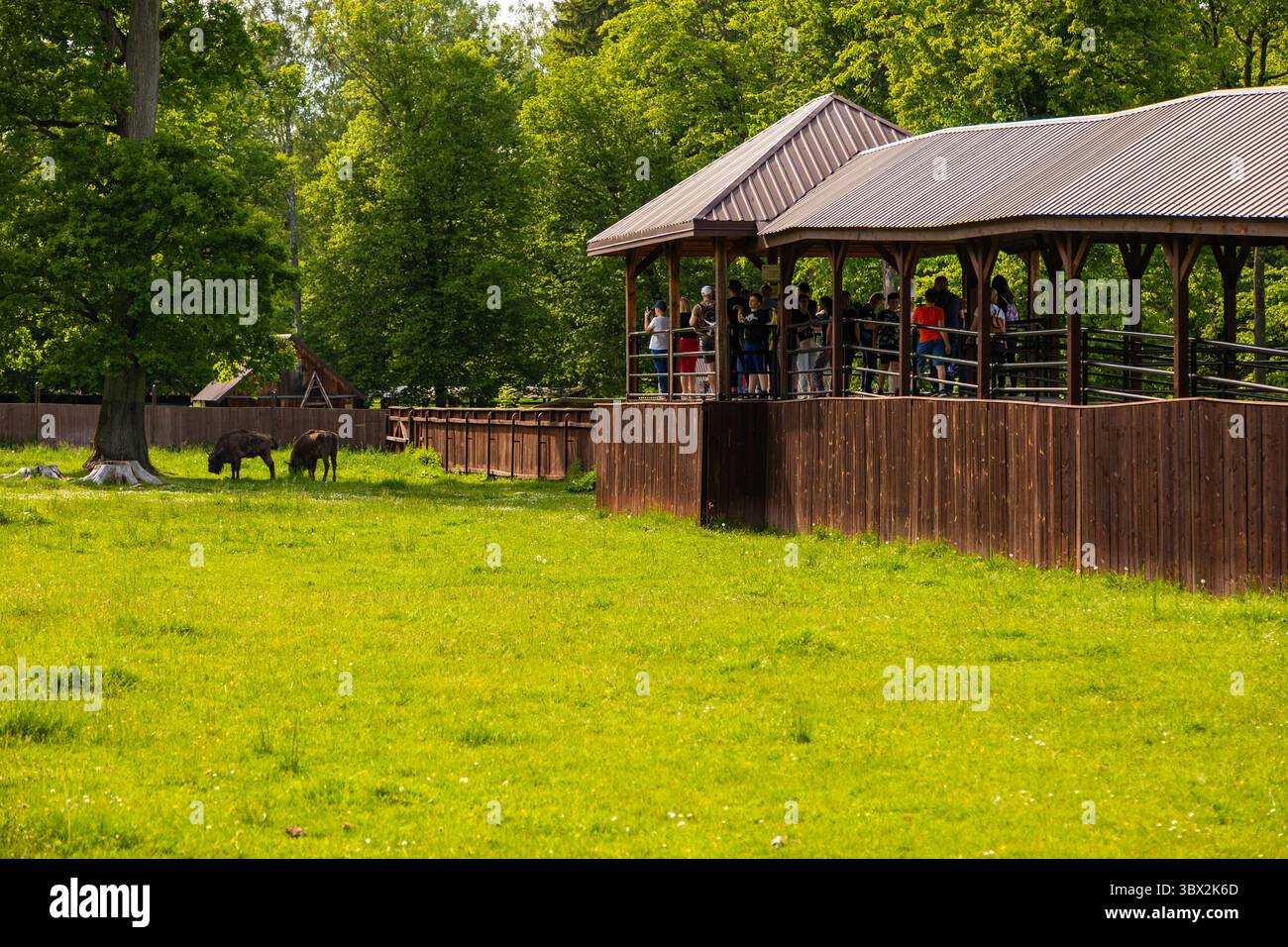 Bialowieza, Poland – June 5, 2021: Visitors watch European bison from a ...