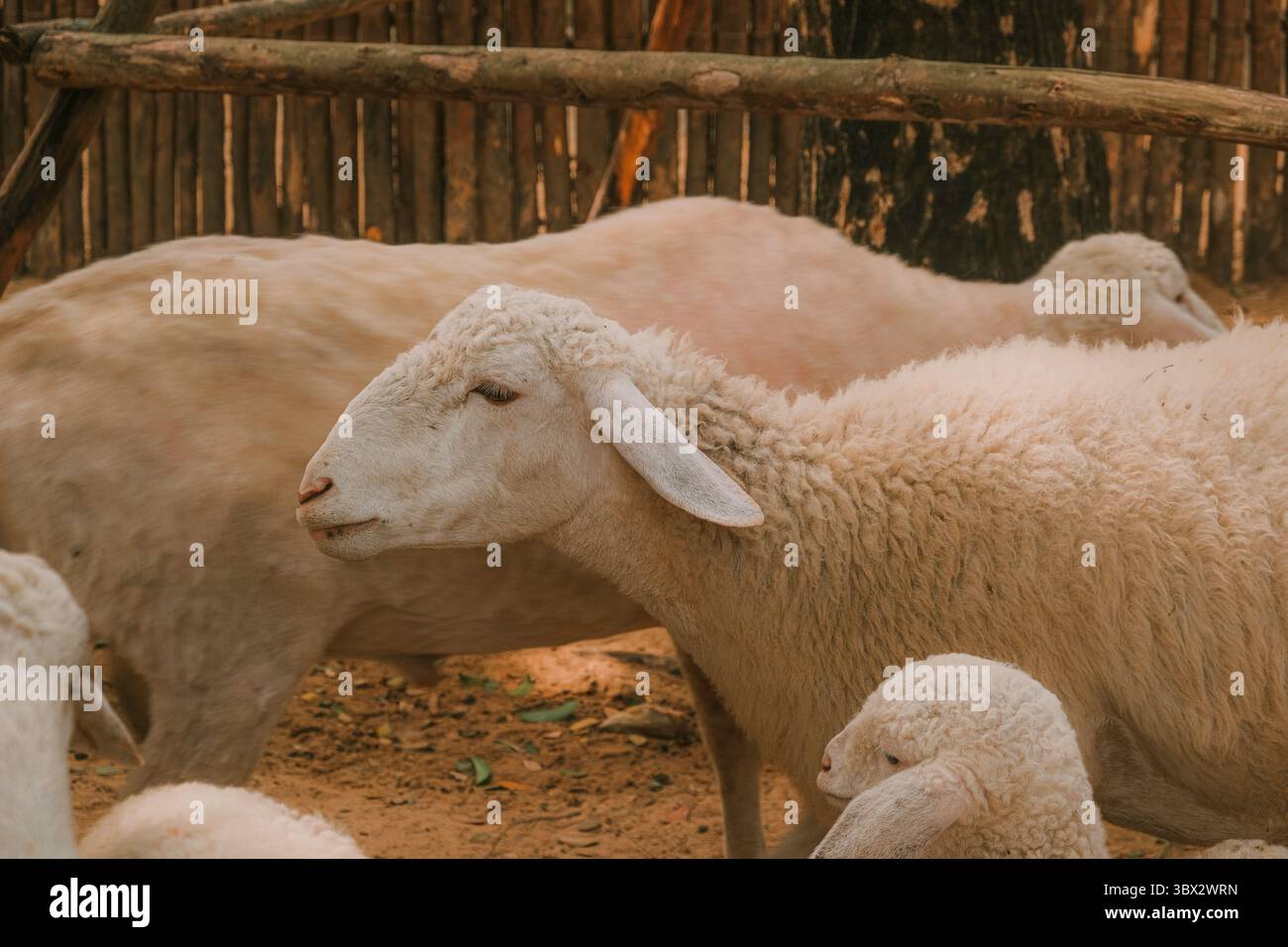 Flock sheep petting zoo hi-res stock photography and images - Alamy