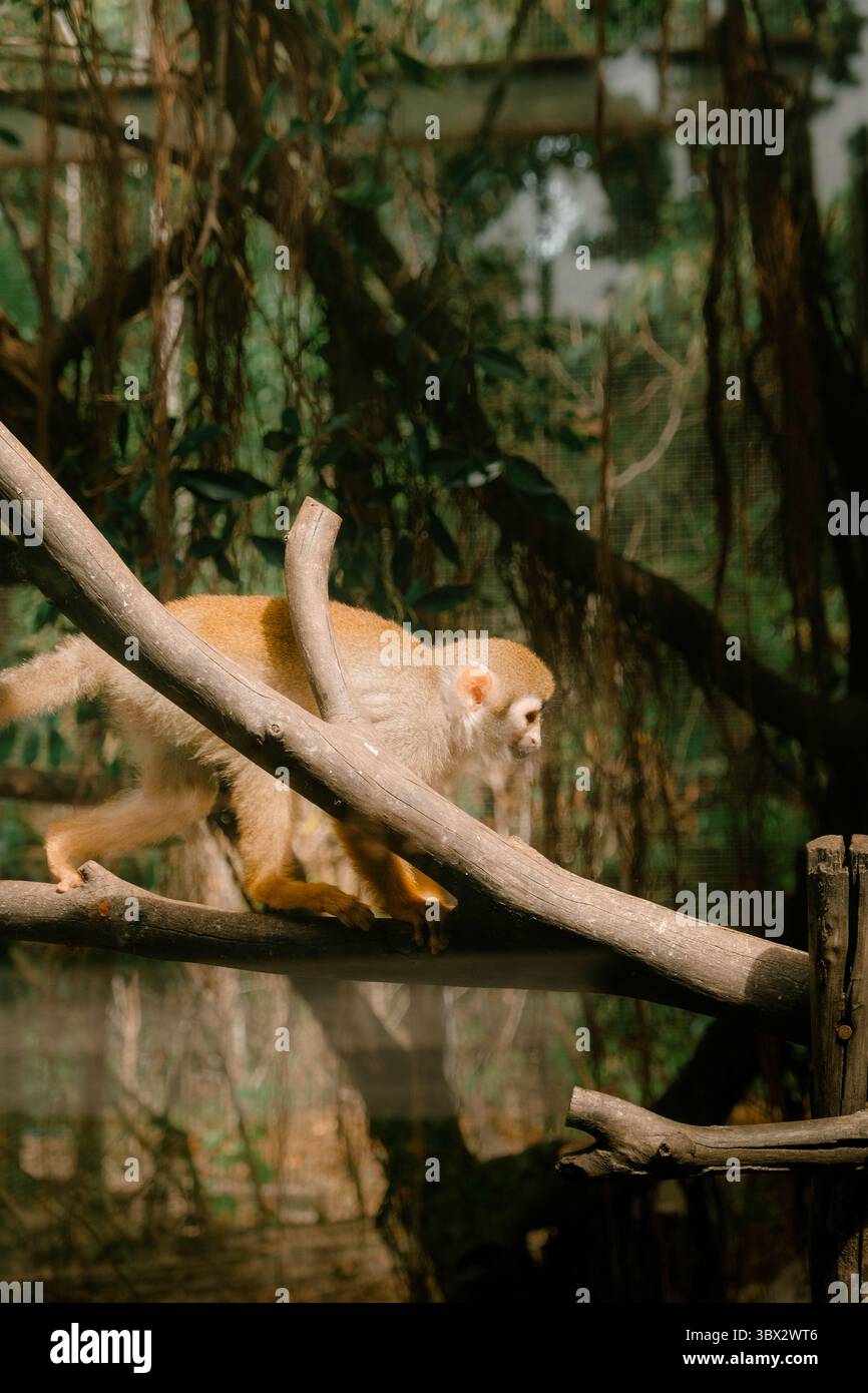 Monkey walking along tree hi-res stock photography and images - Alamy