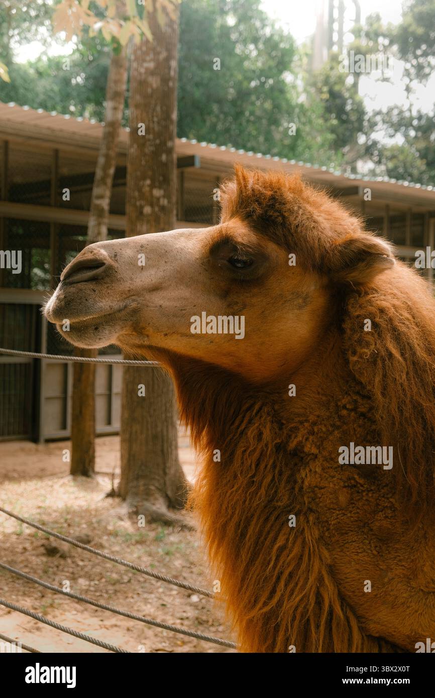 Bactrian camel standing in enclosure hi-res stock photography and ...