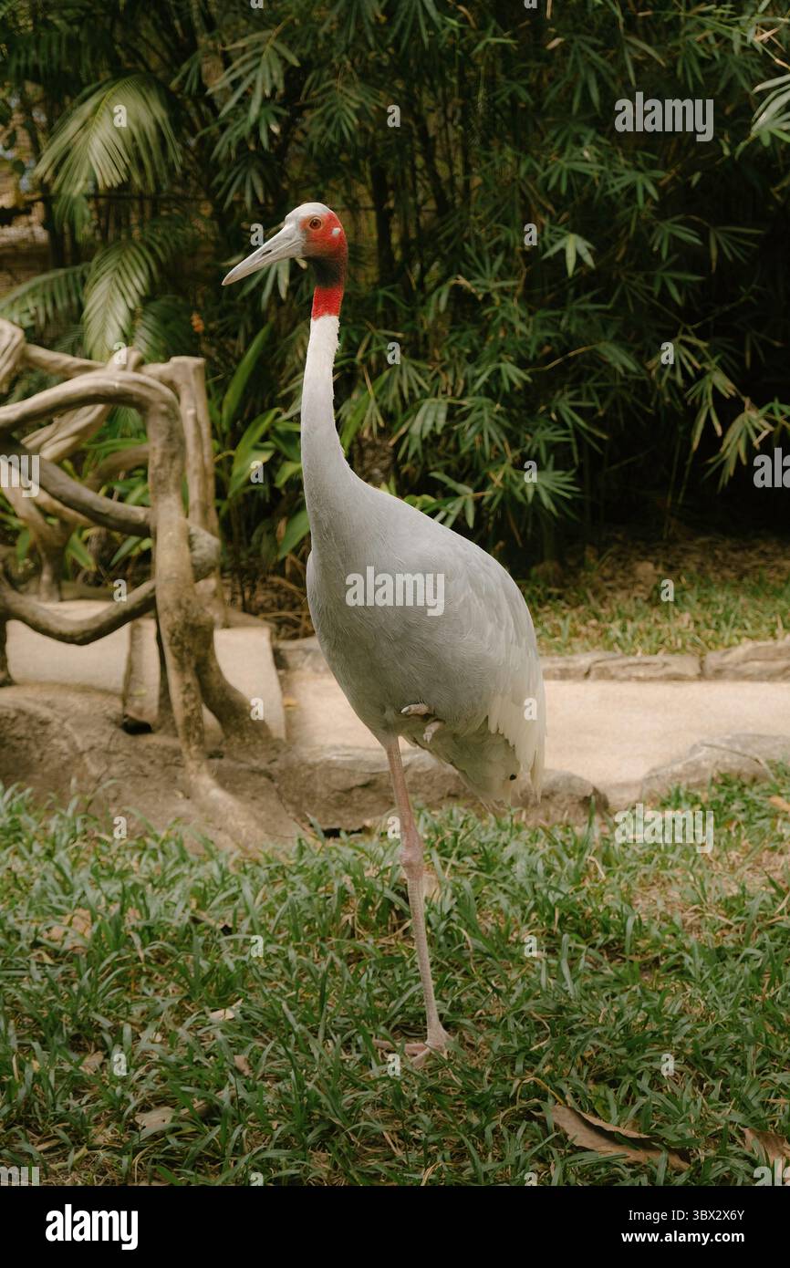 Full-body image of a Sarus crane standing gracefully on one leg in a ...