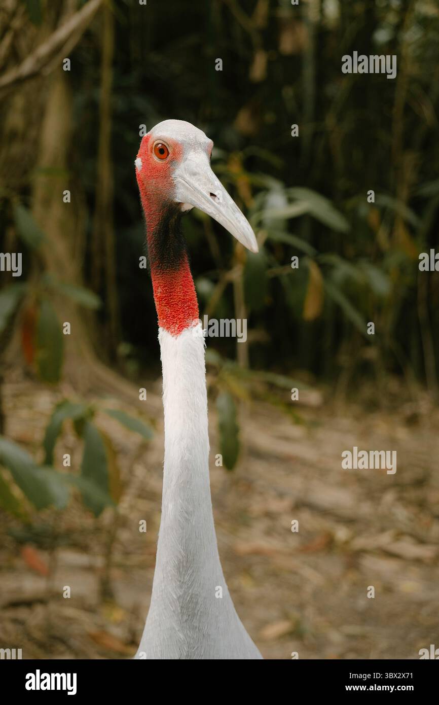 Sarus crane vietnam hi-res stock photography and images - Alamy