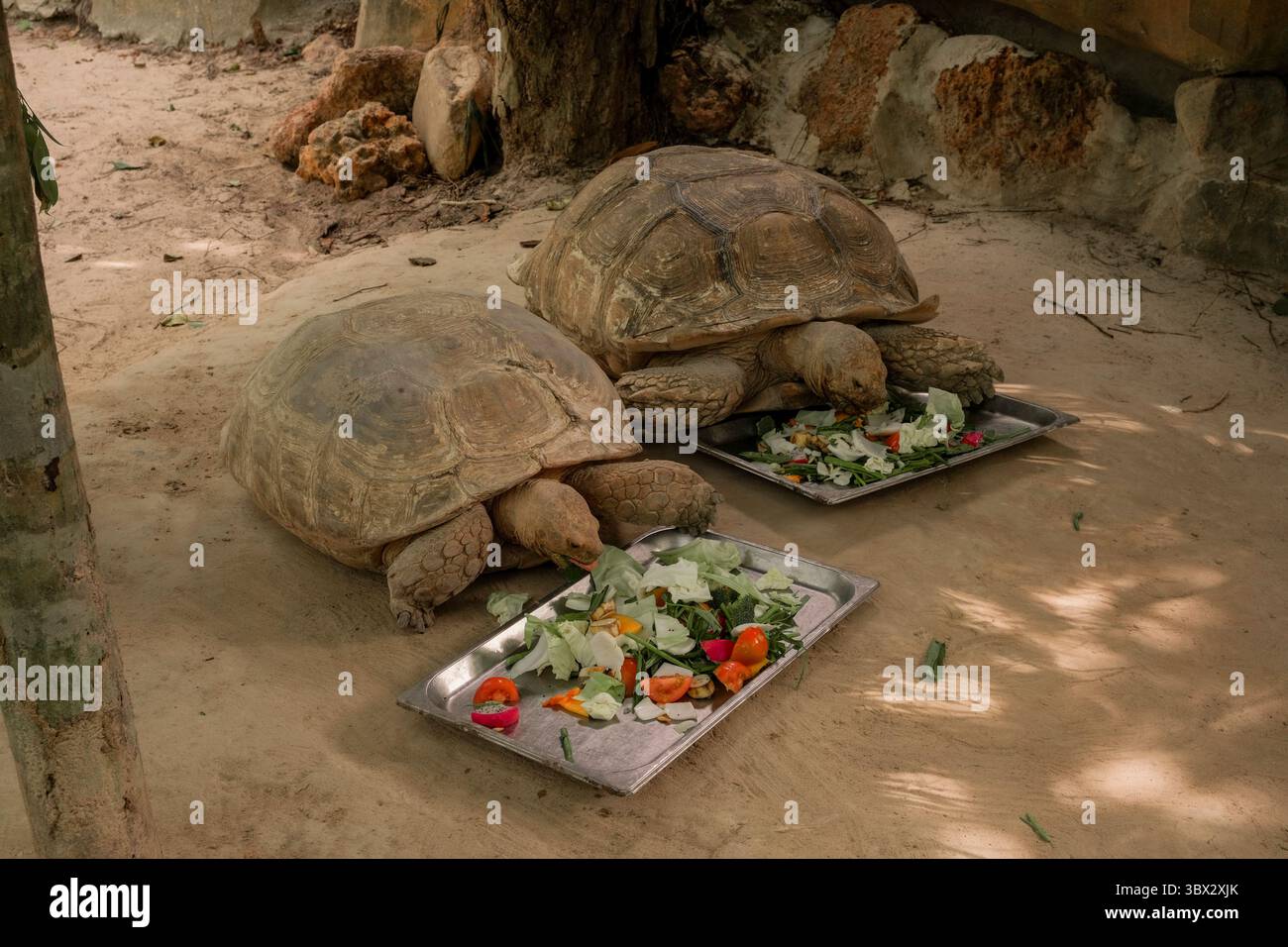 African spurred tortoises feeding animal hi-res stock photography and ...