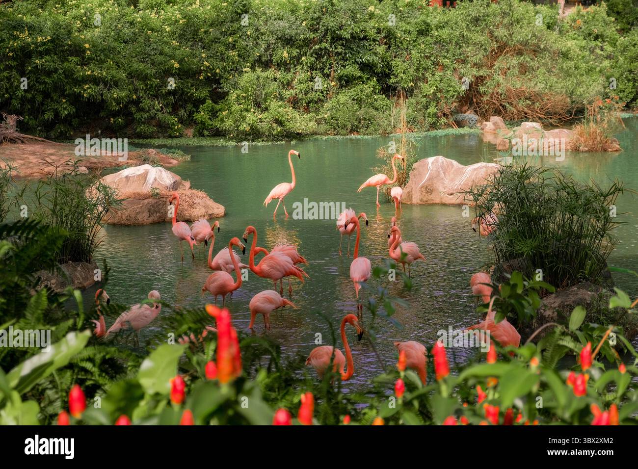 Tropical birds of asia hi-res stock photography and images - Alamy