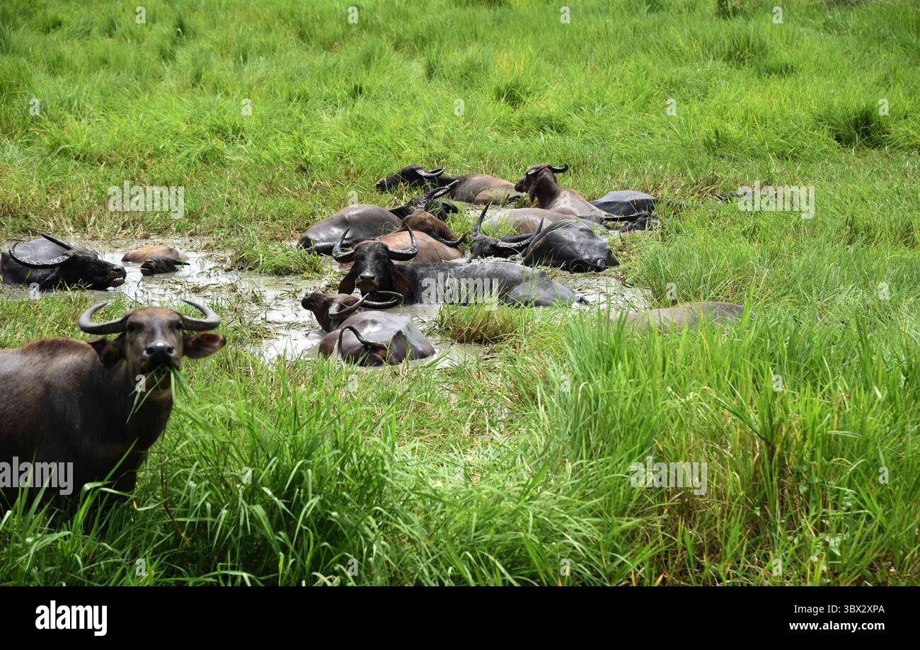 August 21, 2021, Guwahati, Guwahati, India: Buffaloes bask in wet land ...