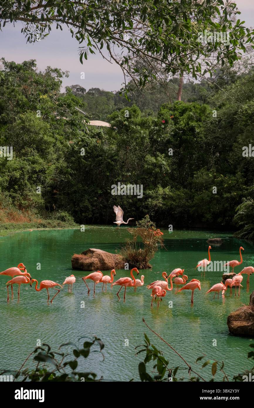 Group of flamingos wading in a green lagoon as a white bird flies above ...