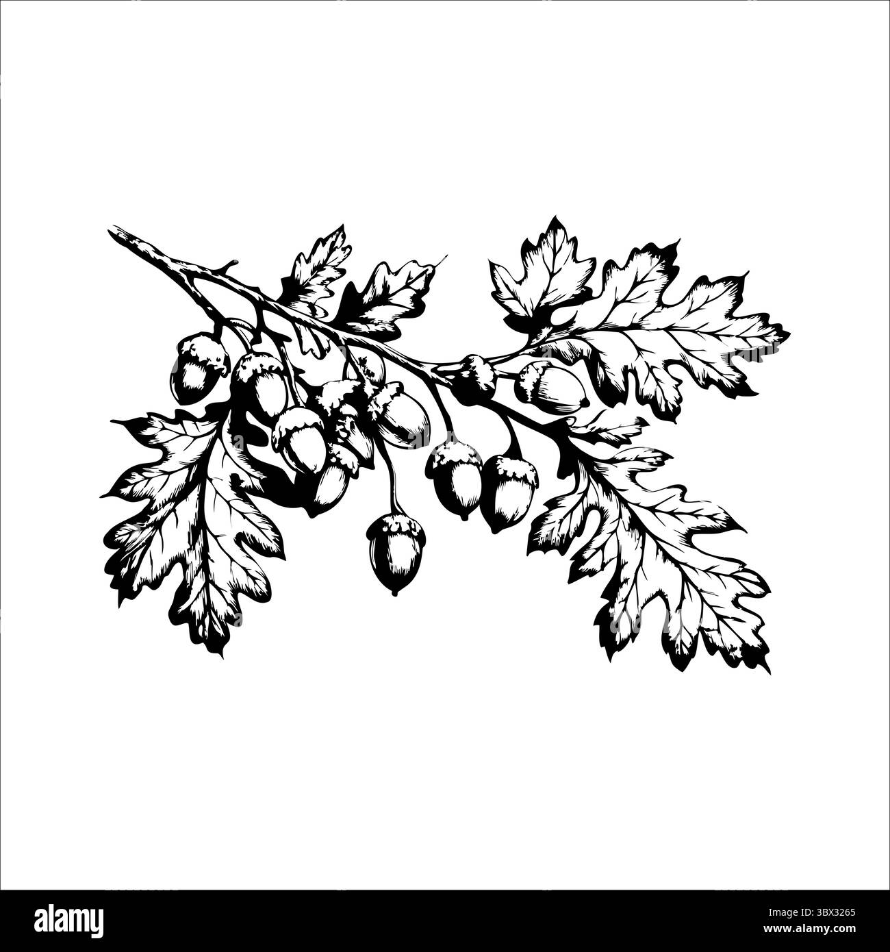 Black white illustration acorns oak hi-res stock photography and images - Alamy