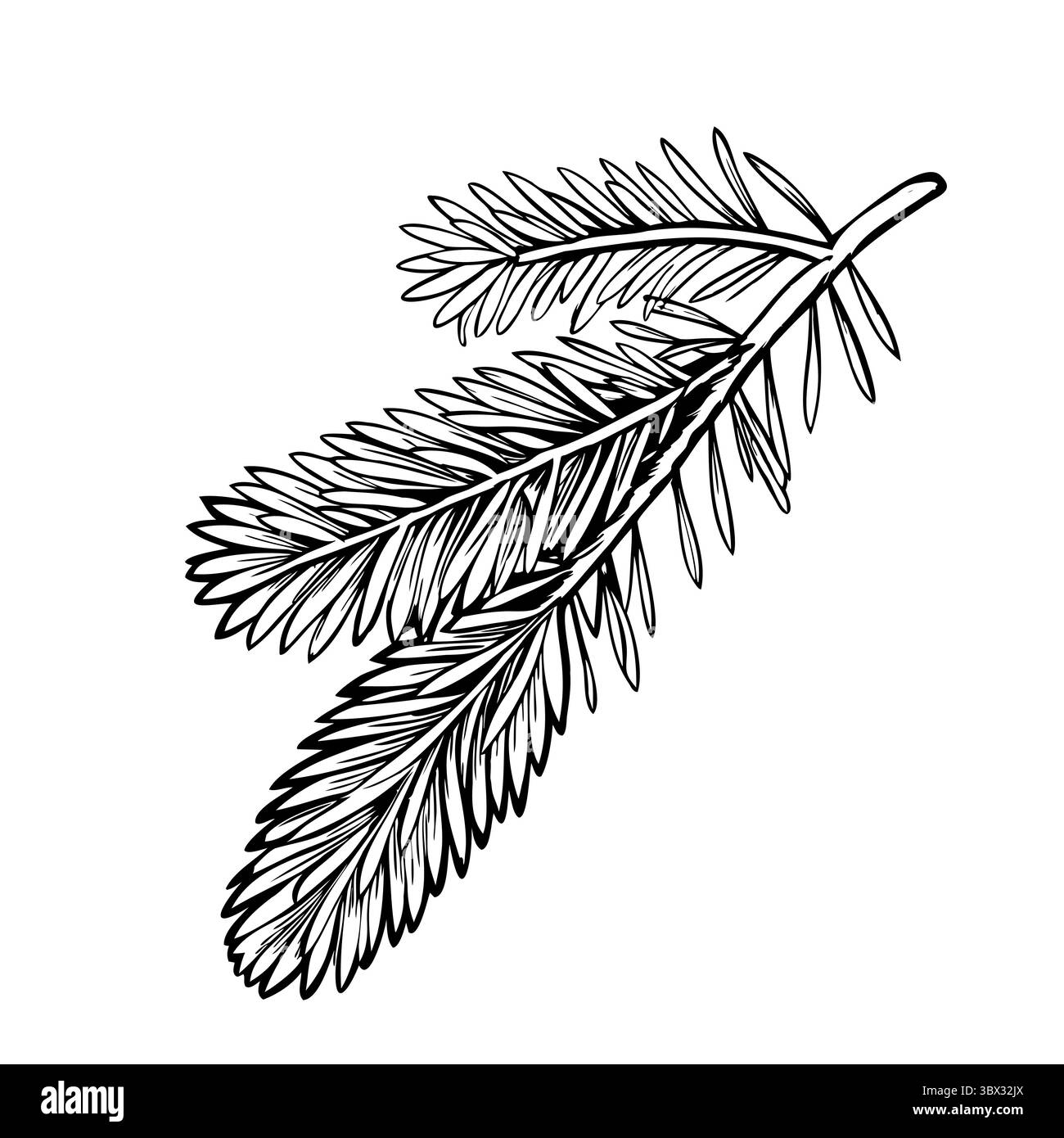Pine needle structure Stock Vector Images - Alamy