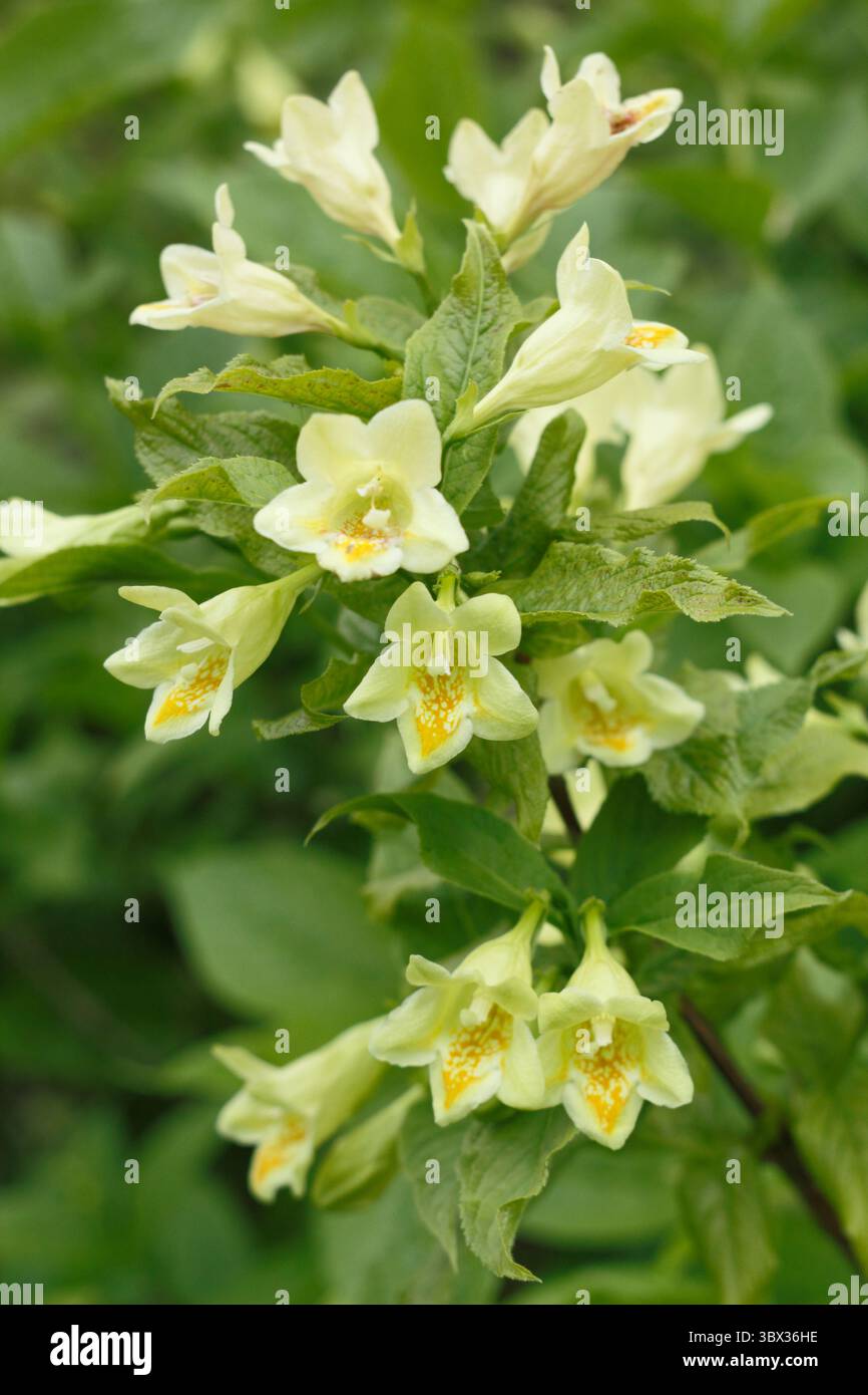 Weigela middendorffiana, or Middendorf weigela, displaying ...