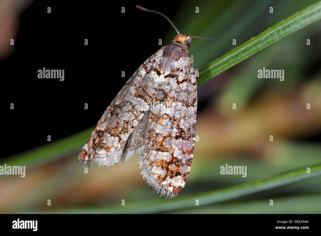 Gravitarmata margarotana hi-res stock photography and images - Alamy