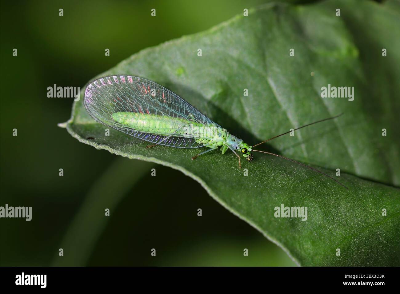 Predatory mite hi-res stock photography and images - Alamy