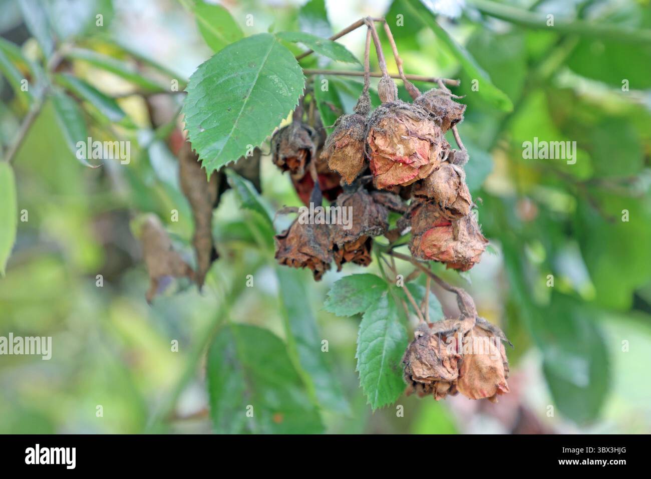 Verblühte Gartenrosen Vertrocknete Blüten von Gartenrosen durch ...