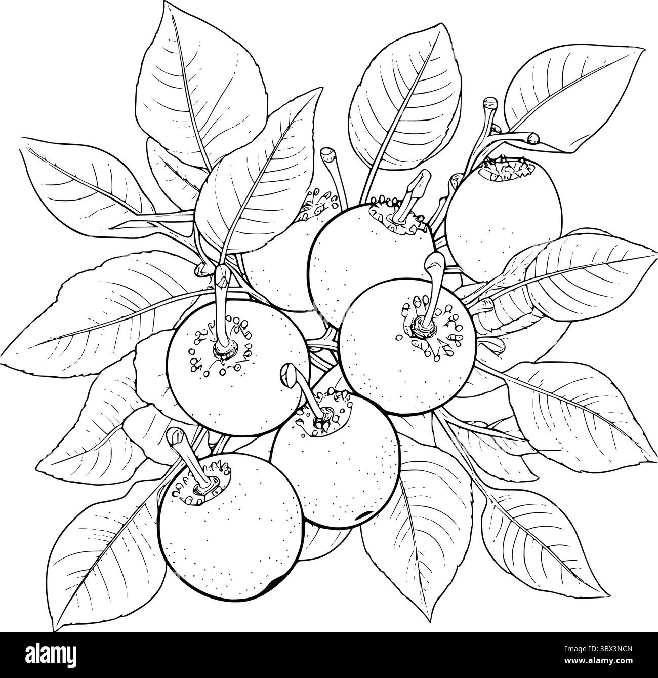 Guava Coloring Pages for Kids Stock Vector Image & Art - Alamy