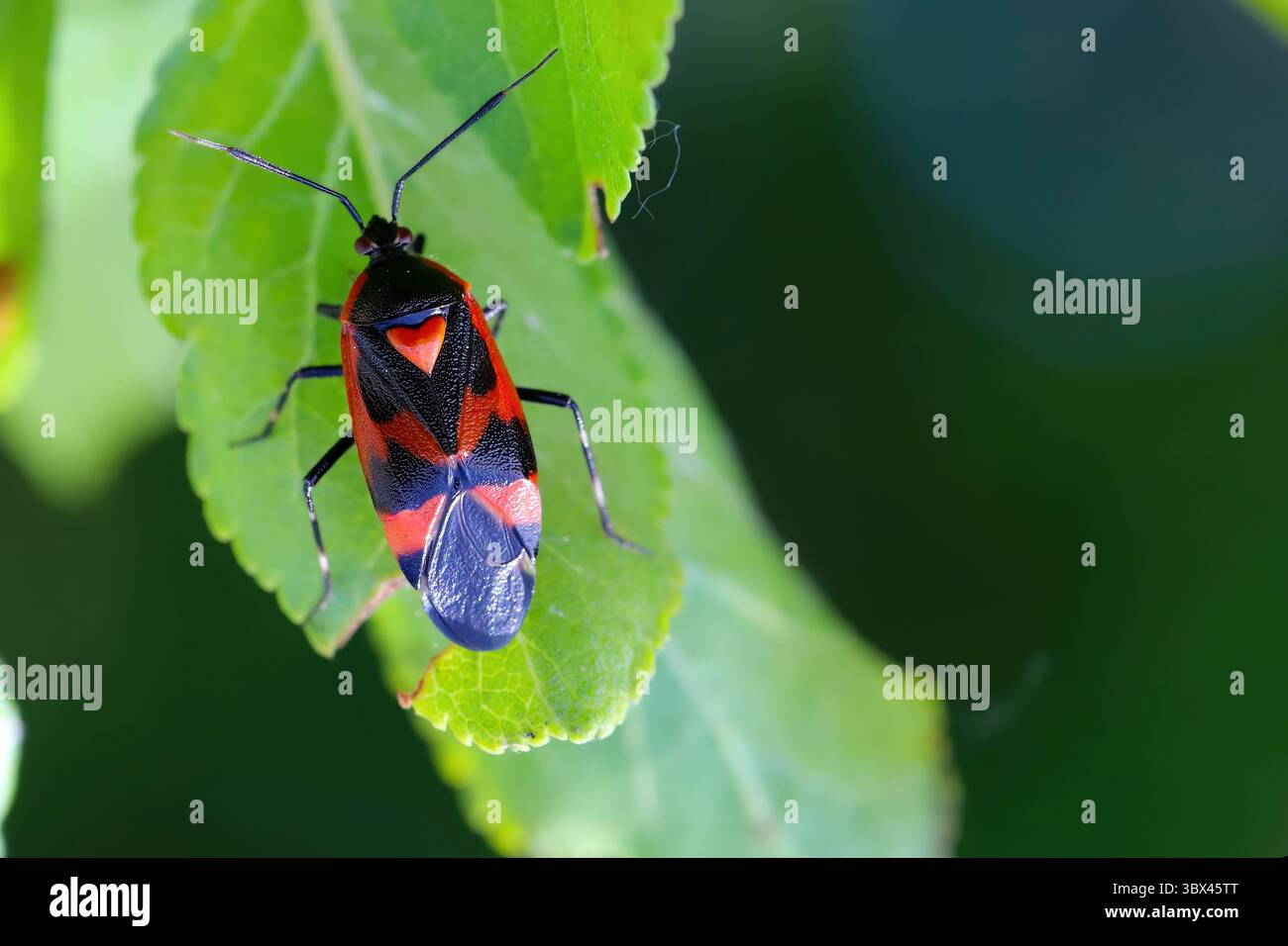 Insect with a red heart on its body Stock Photo - Alamy