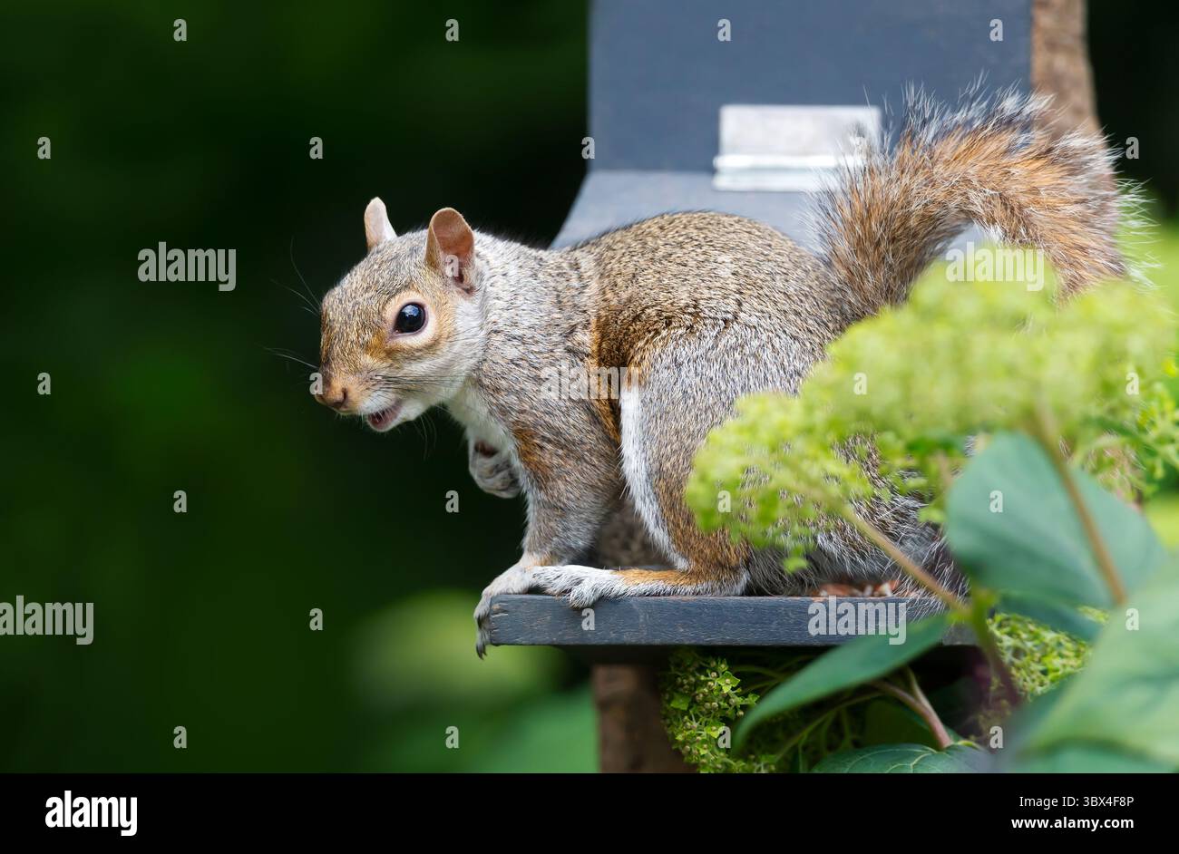 Portrait of a young grey squirrel standing on a squirrel feeder, UK ...