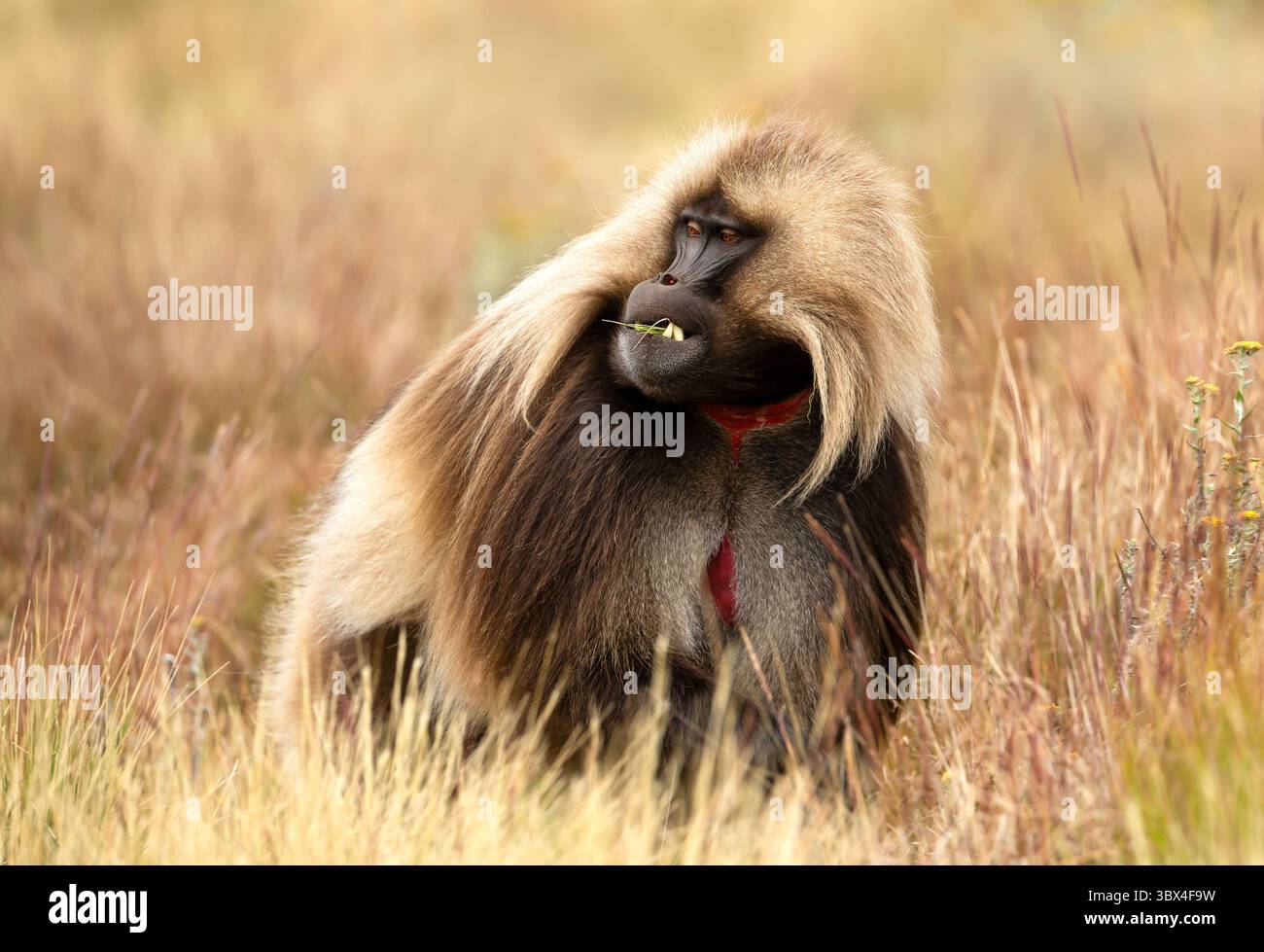Adult male gelada baboon eating grass in Ethiopian highlands Stock ...