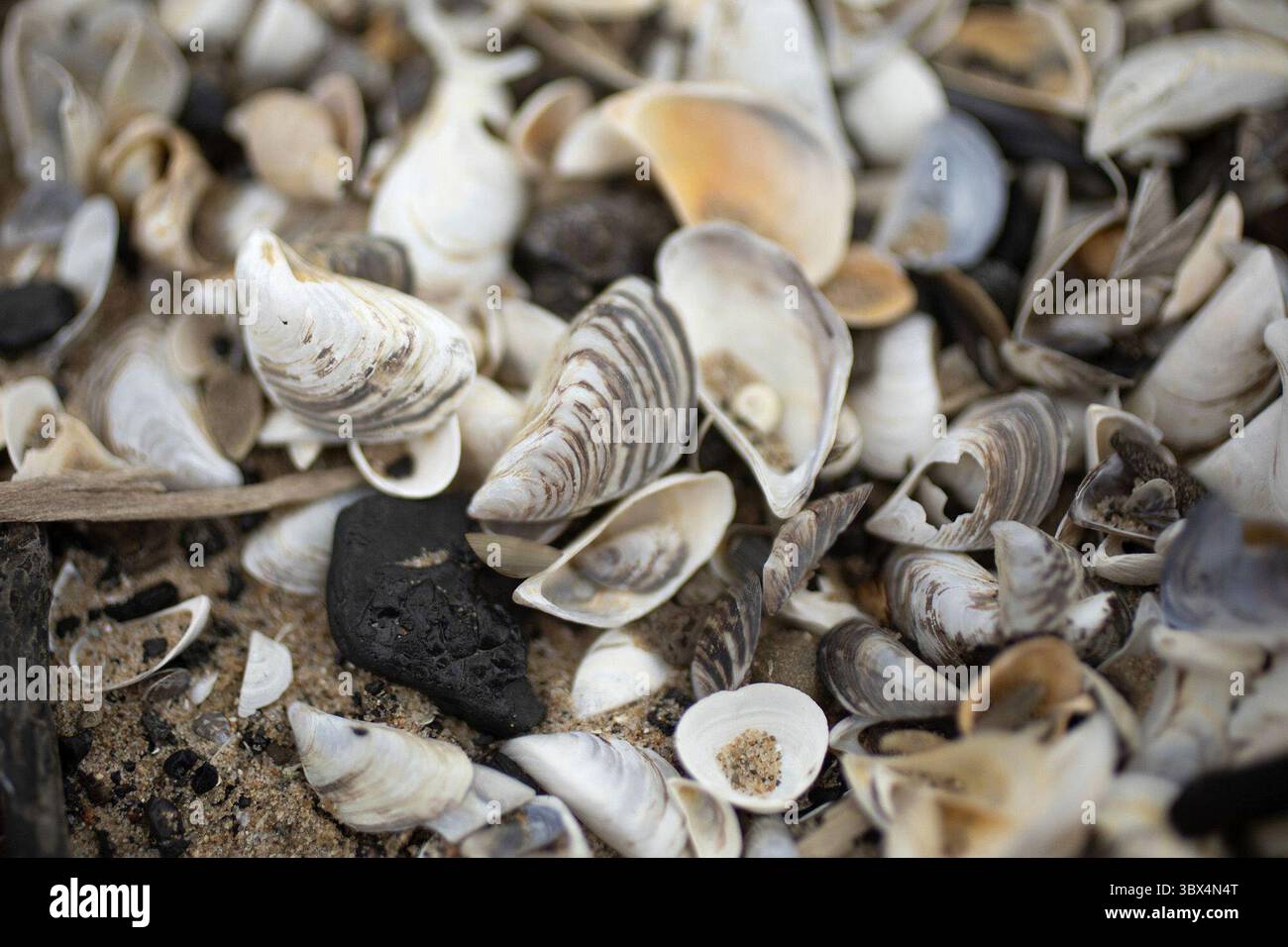 August 31, 2021: Quagga and zebra mussels shells, along with other ...