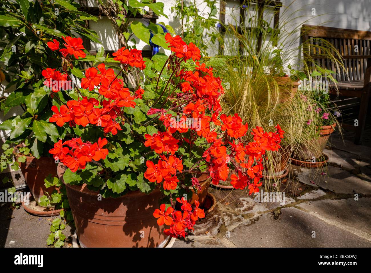 Zonal Geraniums (Pelargonium Hortorum) In A Terracotta Pot On The ...