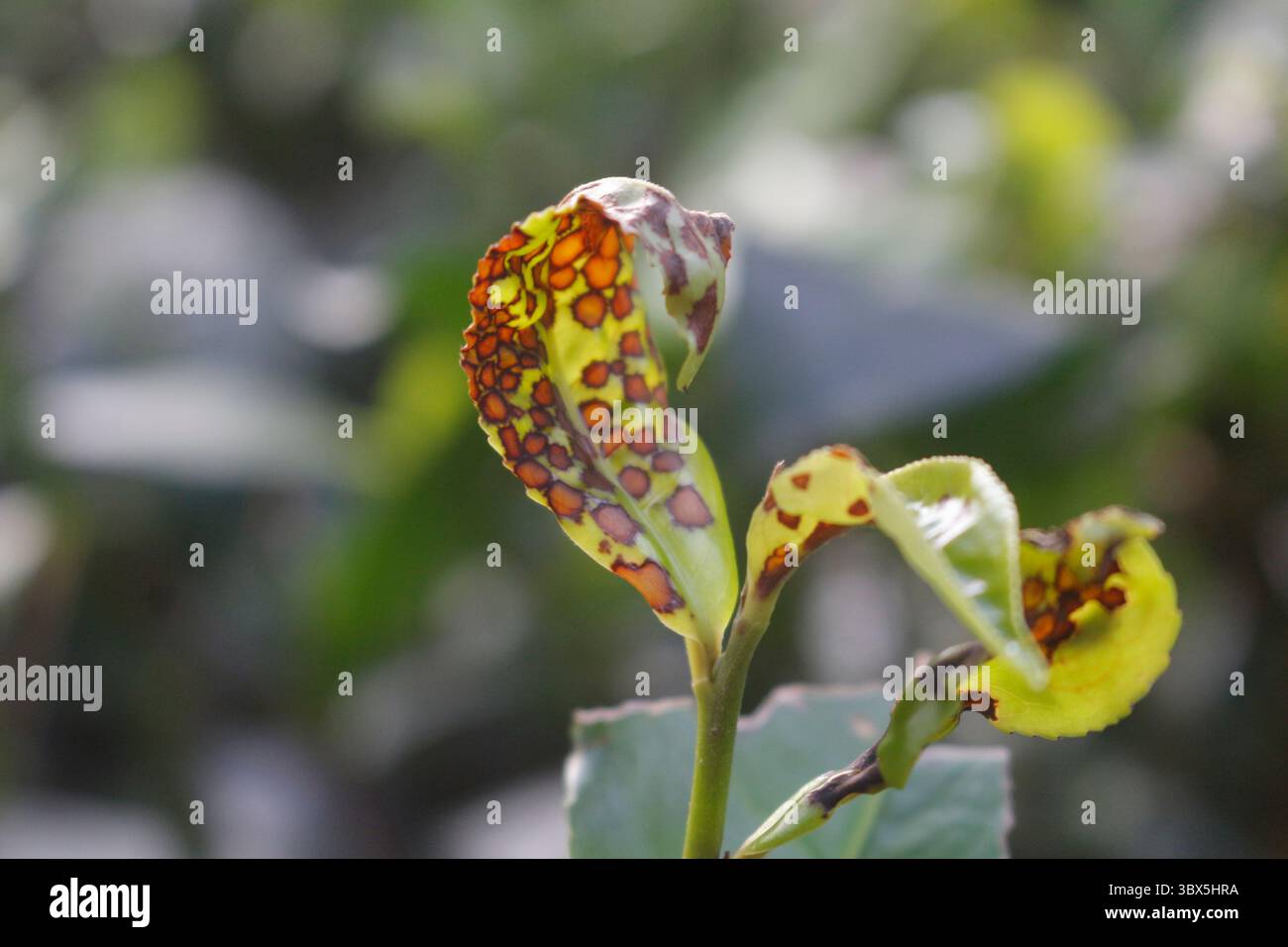 September 5, 2021: Tea leaves are being damaged in Sylhet Tarapur tea ...
