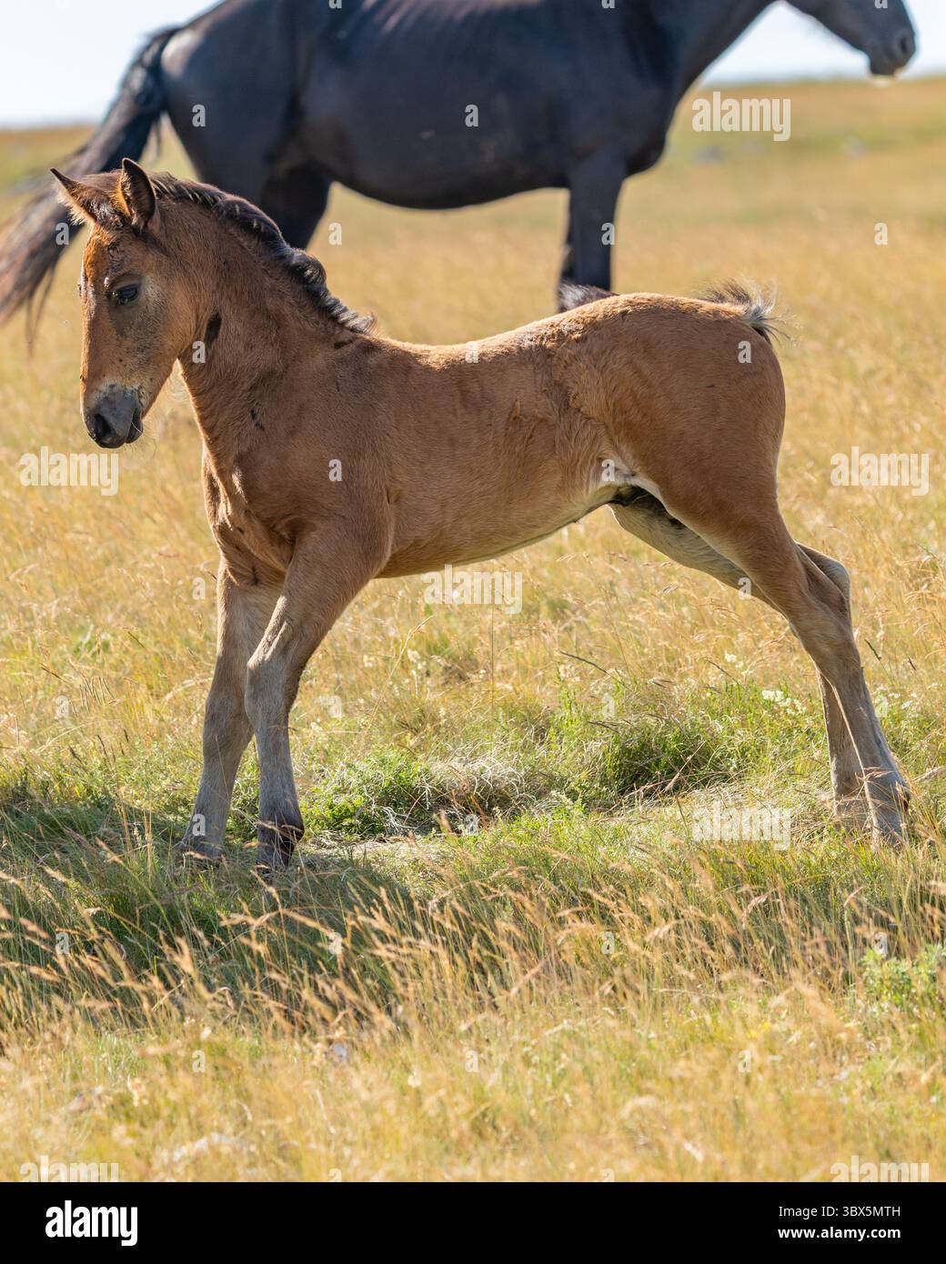 Playful young foal trotting in the golden grasslands of Livno, Bosnia ...