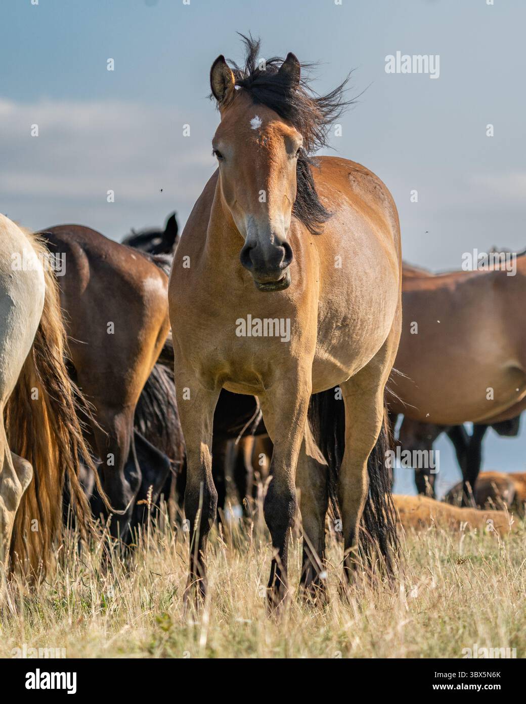 Strong wild bay horse with black mane standing among the herd in Livno ...