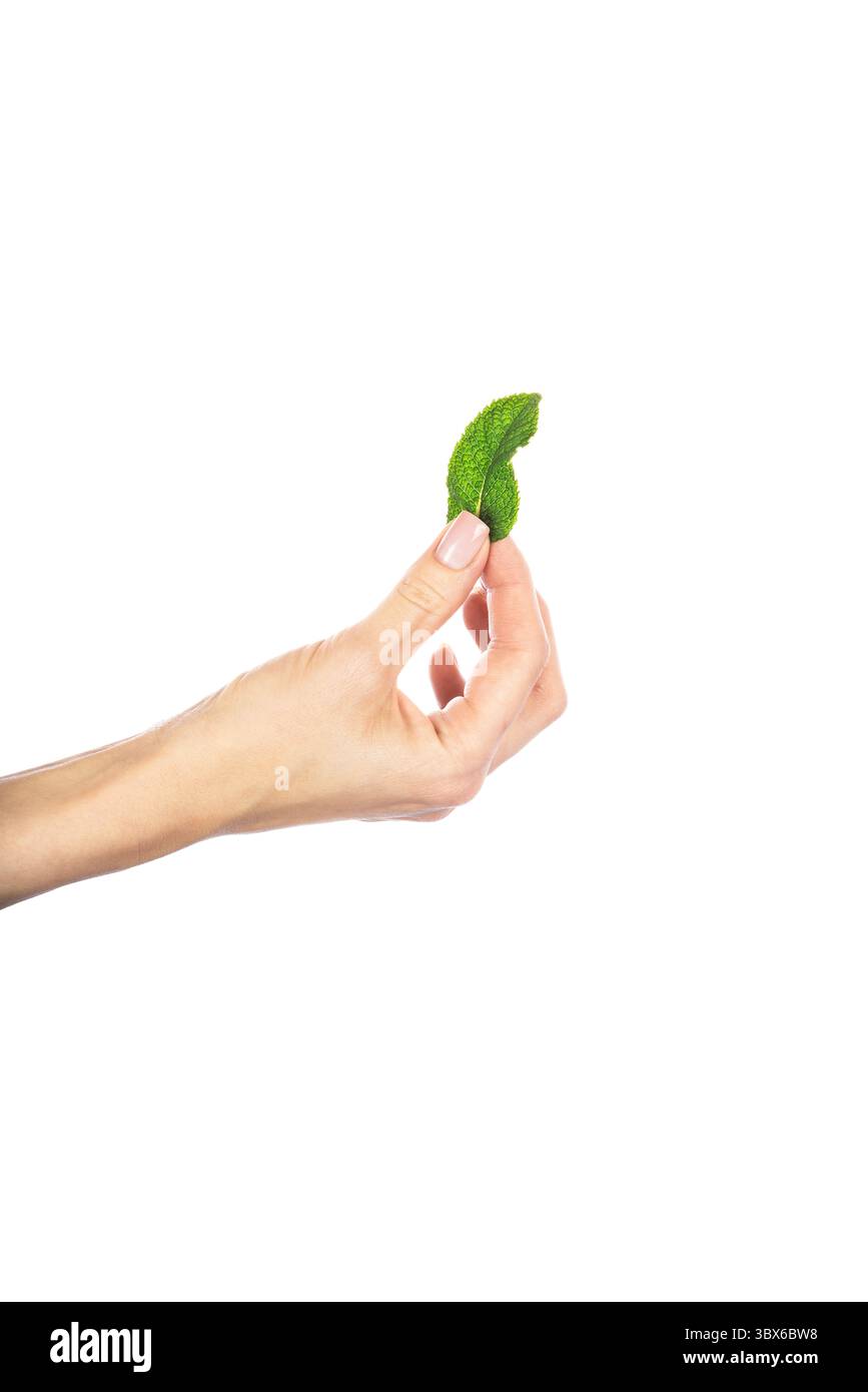 Hand holding mint leaf isolated on white background Stock Photo - Alamy