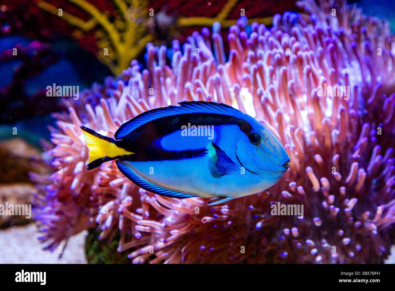 Paracanthurus hepatus has a royal blue body, yellow tail, and black ...