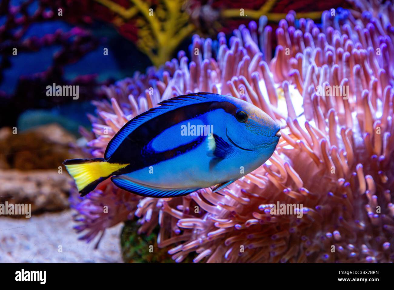 Paracanthurus hepatus has a royal blue body, yellow tail, and black ...