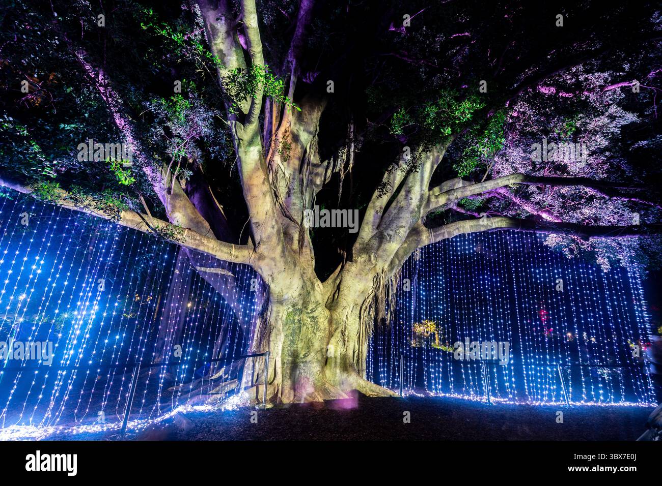 light show in park in Brisbane Australia. Many old fig trees Stock ...