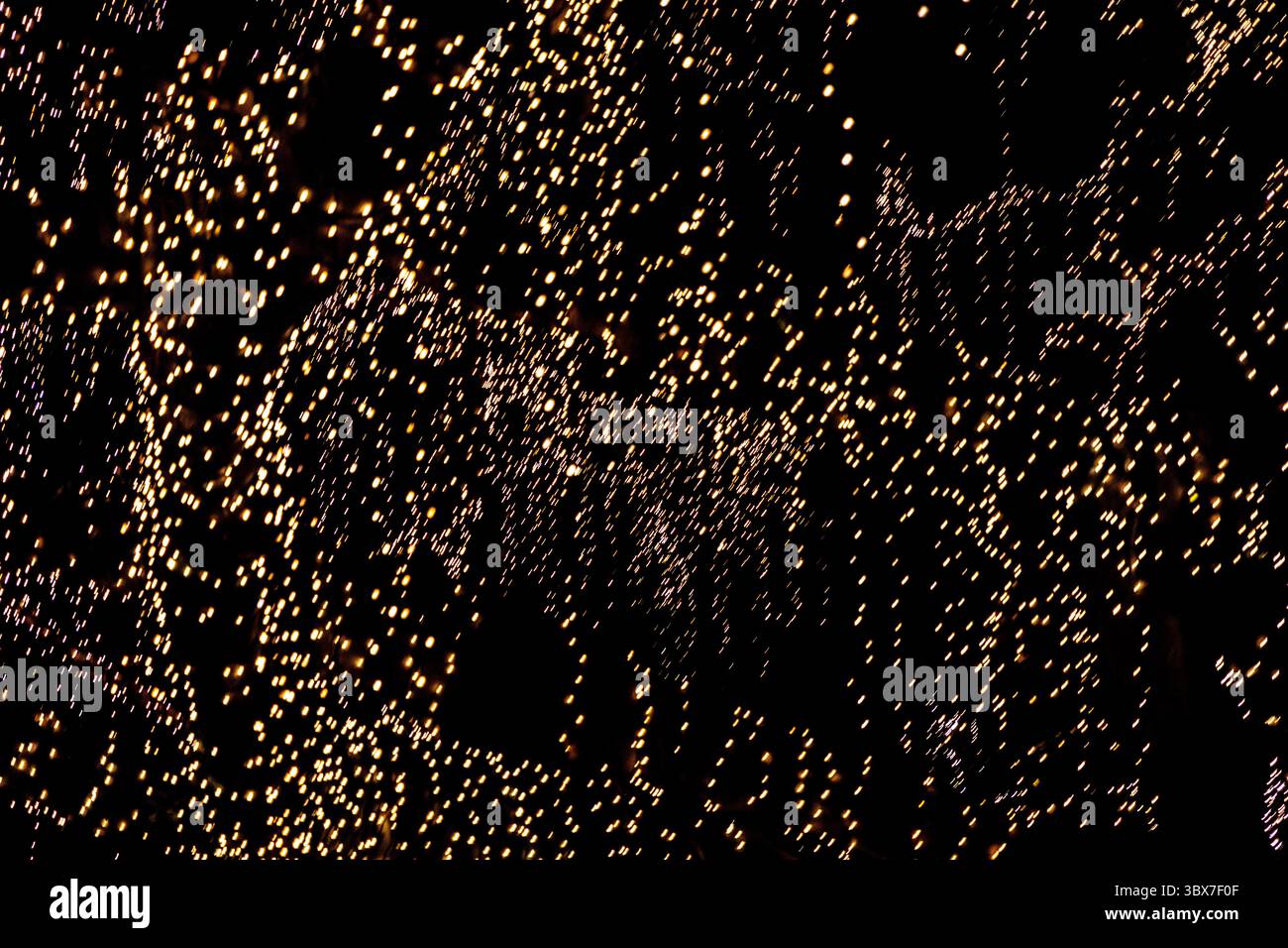 light show in park in Brisbane Australia. Many old fig trees Stock Photo - Alamy