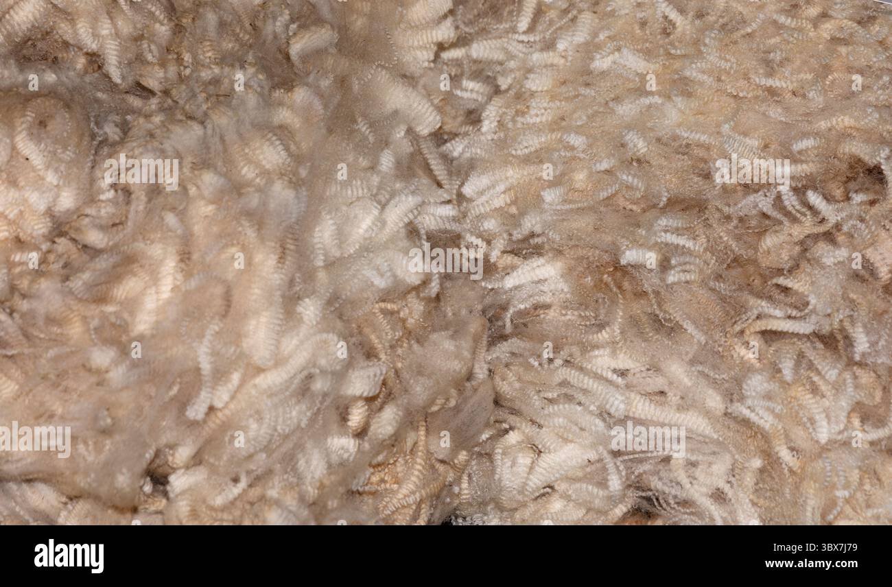 Wool is the textile fiber obtained from sheep.Wool's crimp, and to a ...