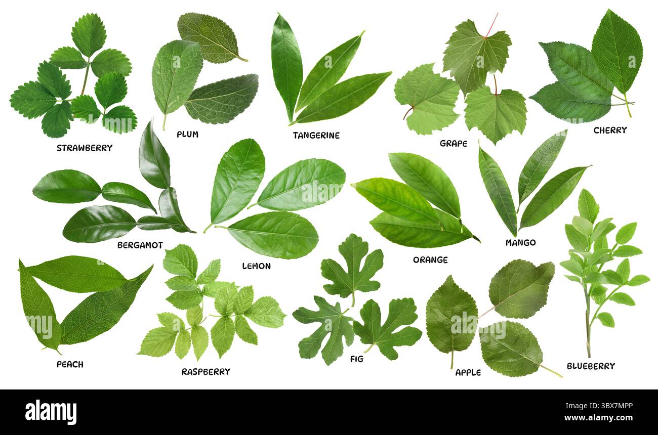 Fresh green leaves of fruit plants on white background. Collage with ...