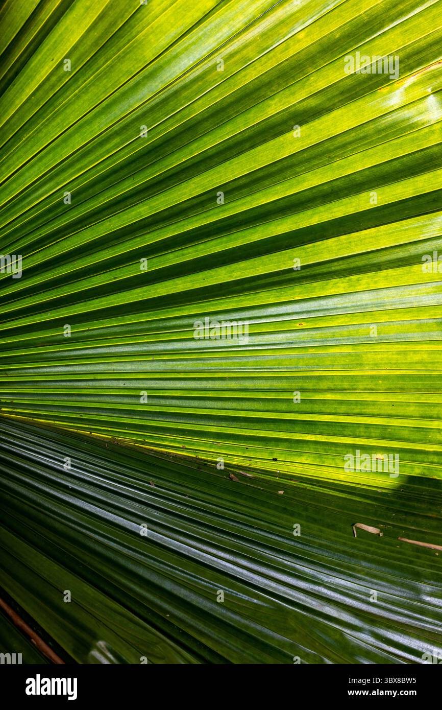 Palm branch green fan hi-res stock photography and images - Alamy