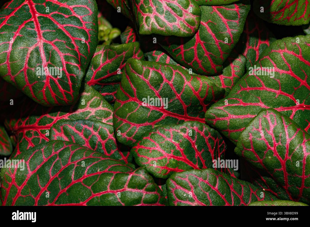 Fittonia albivenis is a species of flowering plant in the family ...