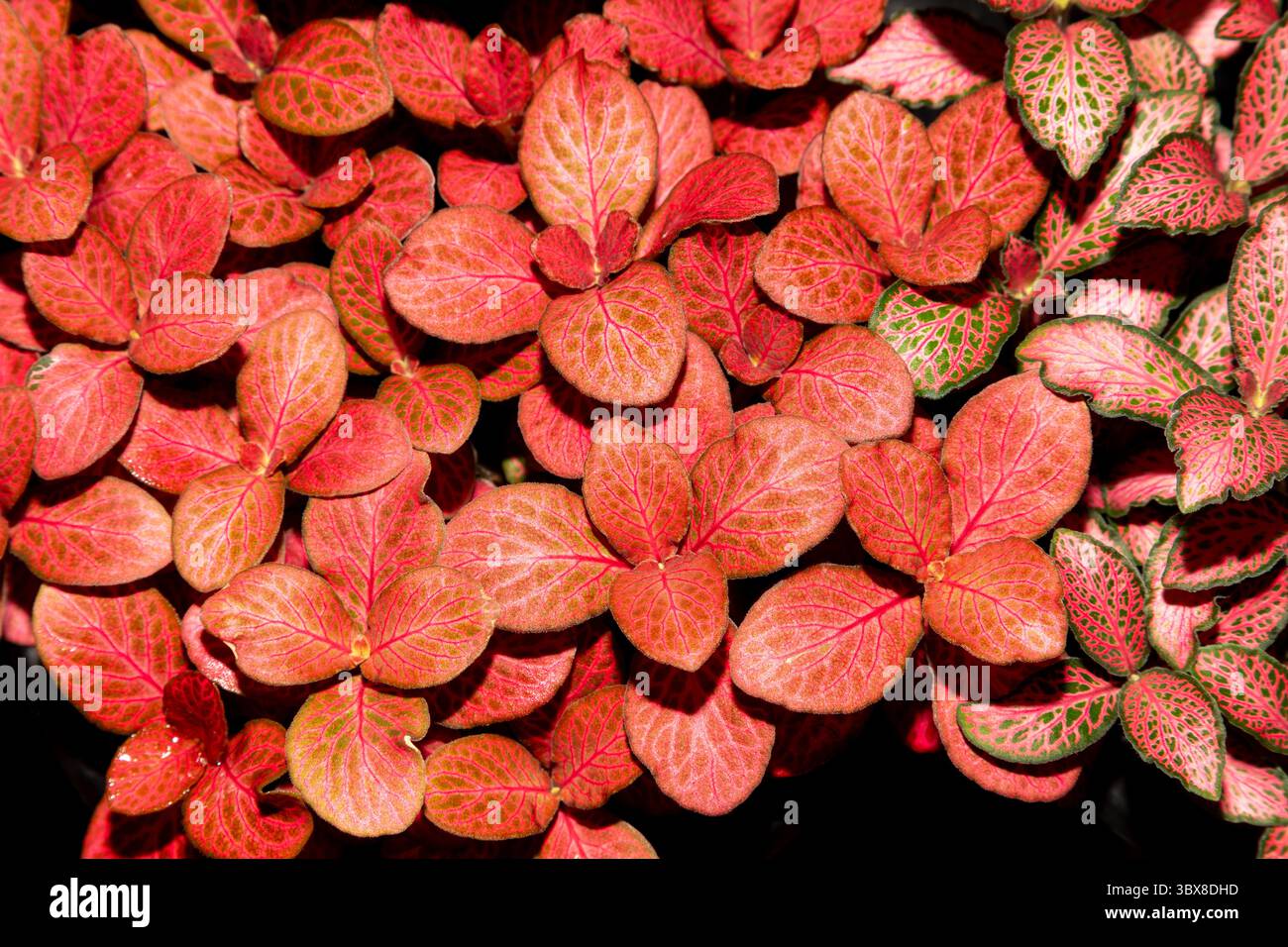 Fittonia albivenis is a species of flowering plant in the family ...