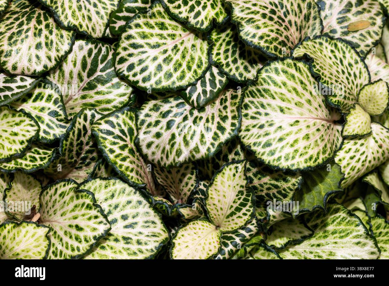 Nerve plant species fittonia hi-res stock photography and images - Alamy