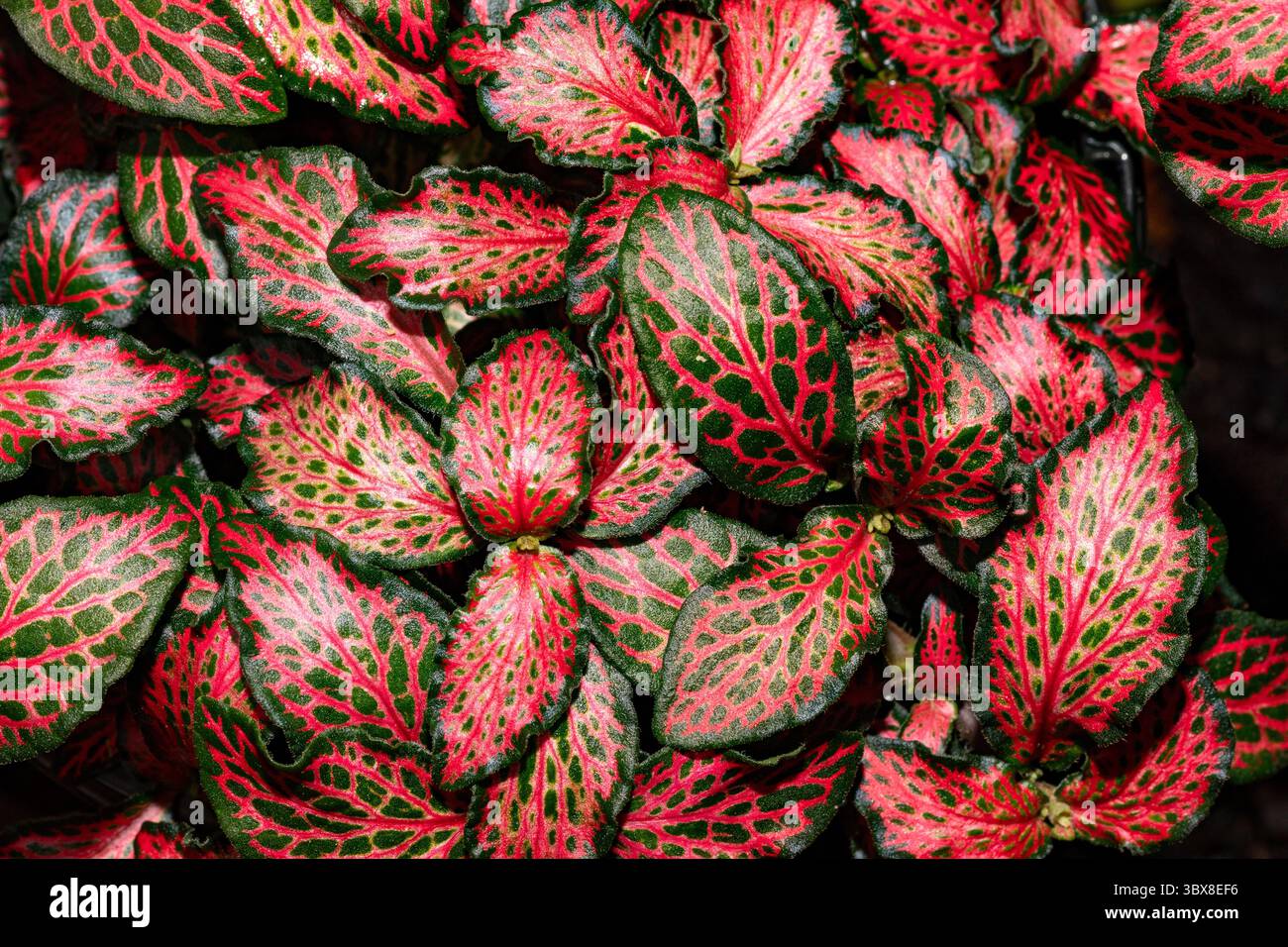 Fittonia albivenis is a species of flowering plant in the family ...