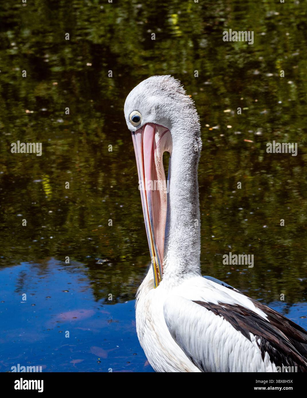 The Australian pelican is a large waterbird in the family Pelecanidae ...