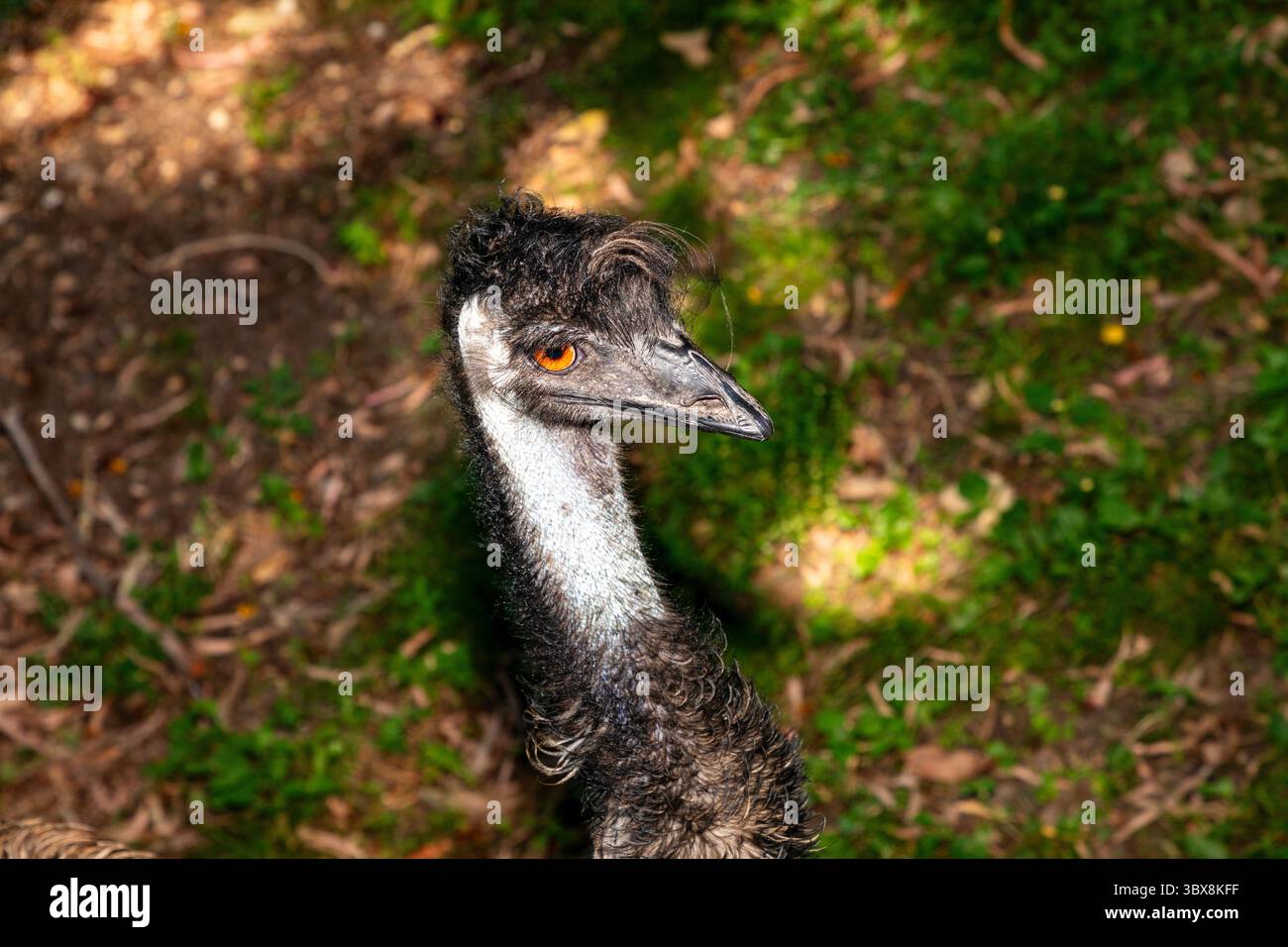 The Emu (Dromaius novaehollandiae) is a large, flightless bird native ...