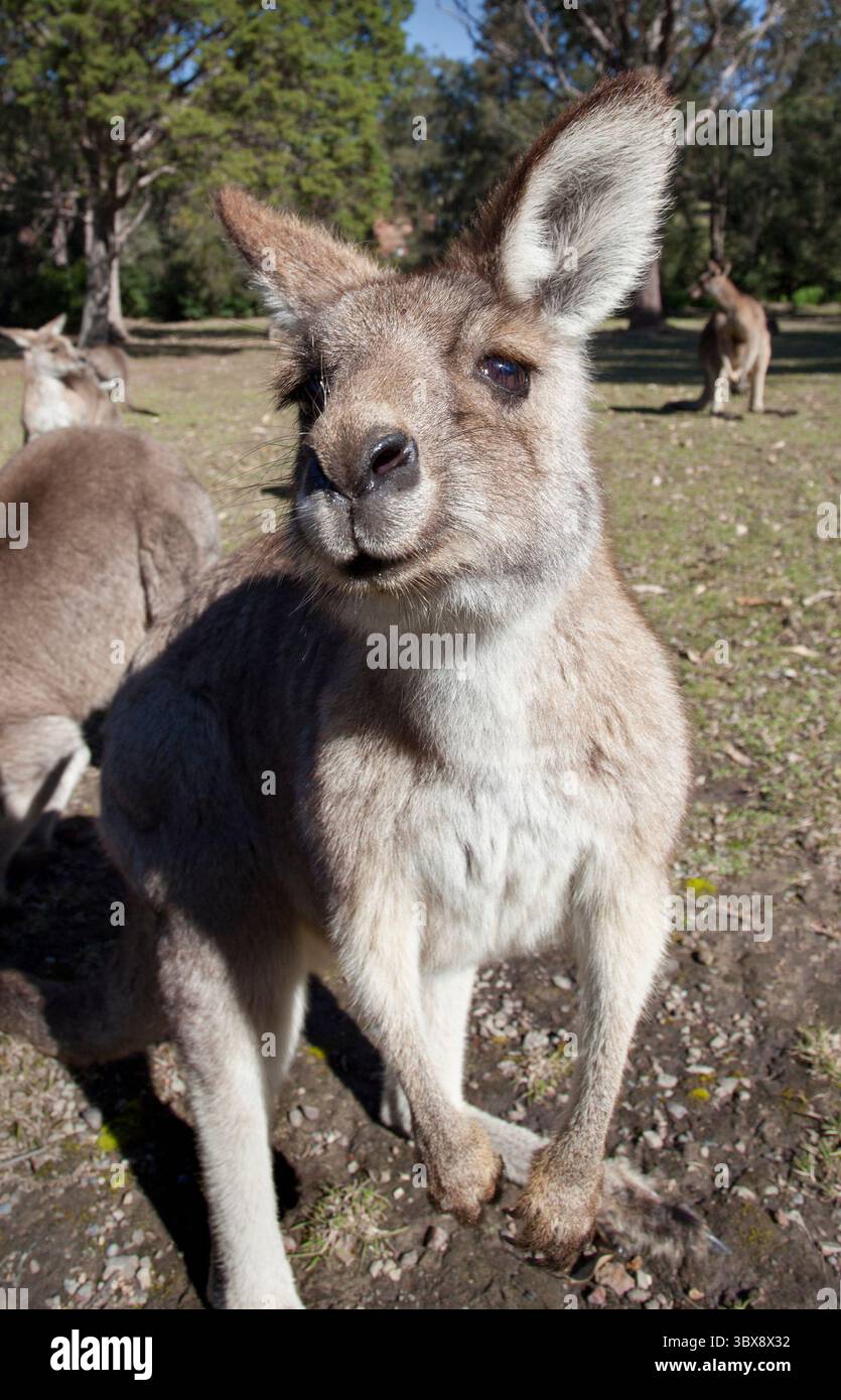 wide angle perspective of kangaroo in nsw australia Stock Photo - Alamy