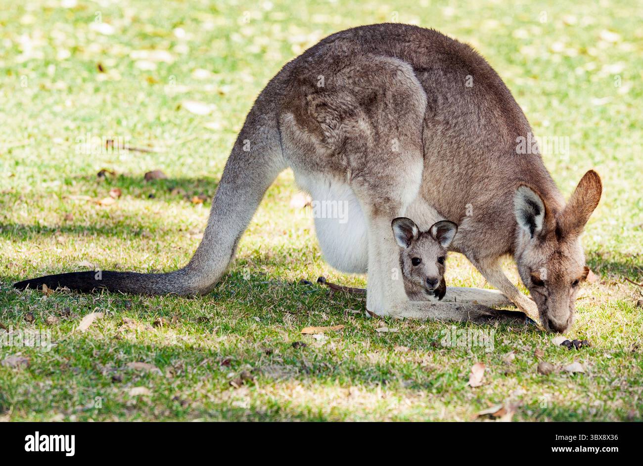 Kangaroo with baby in pouch. Kangaroos are marsupials from the family Macropodidae. Kangaroos ...