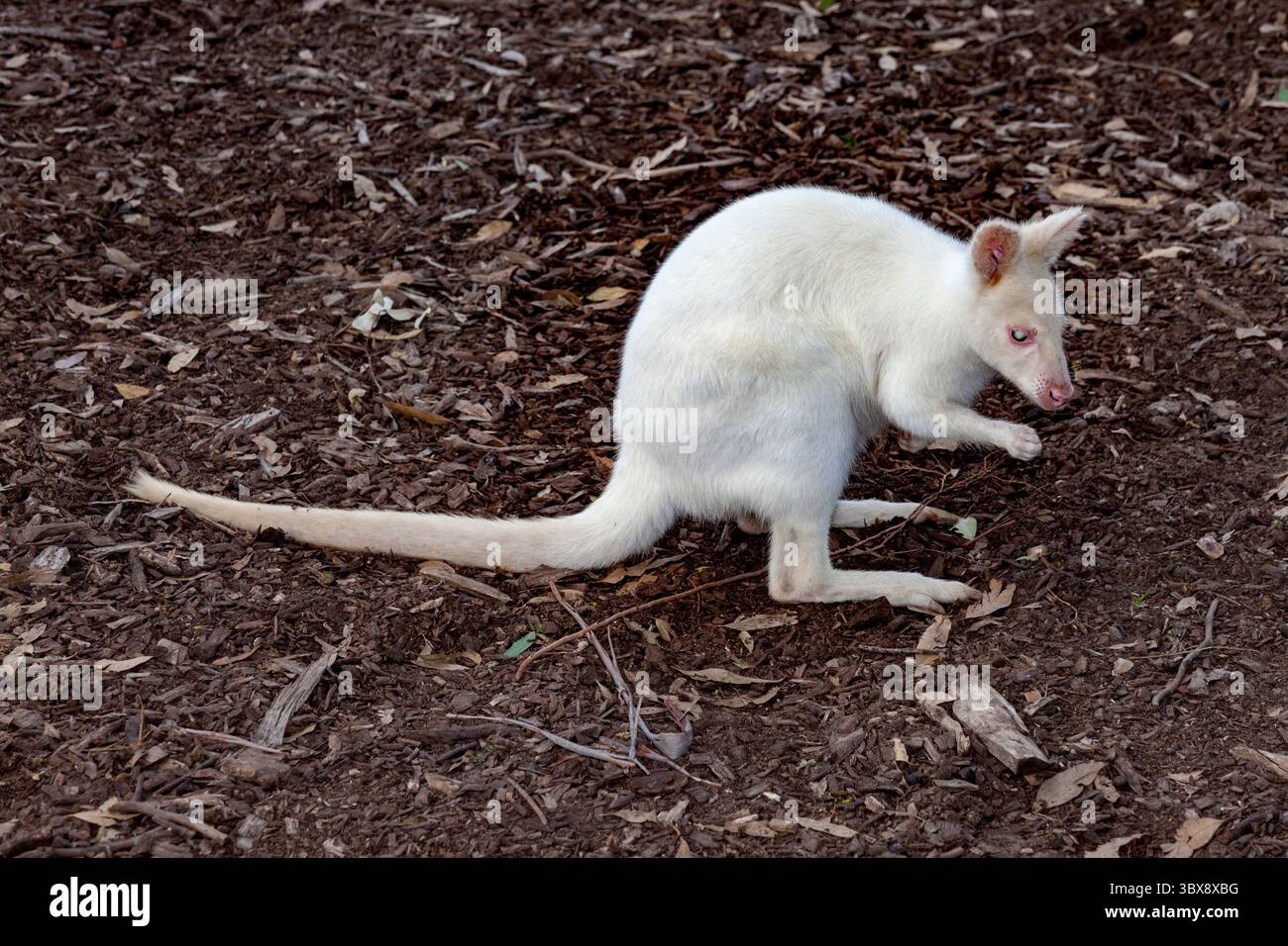 rare albino kangaroo this is a young joey Stock Photo - Alamy