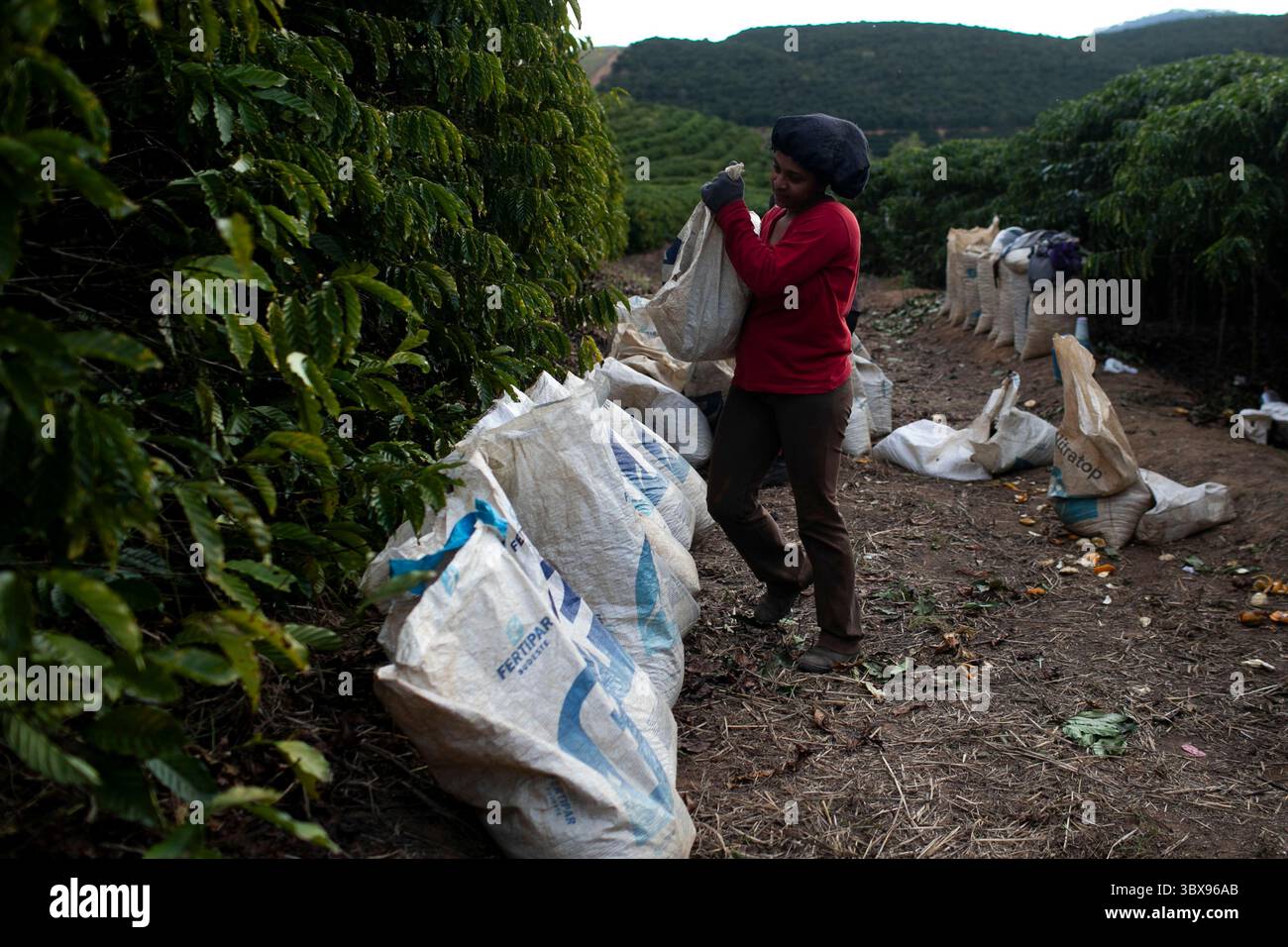 A worker holds a bag of coffee beans after harvesting them on a ...