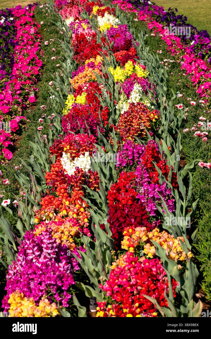 Antirrhinum is a genus of plants in the Plantaginaceae family, commonly ...