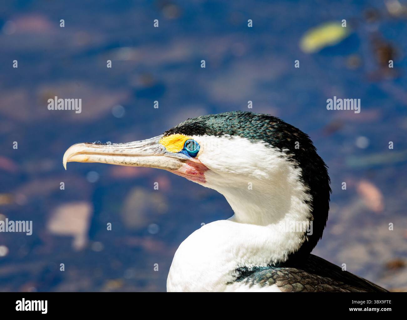 The great cormorant, known as the great black cormorant across the ...