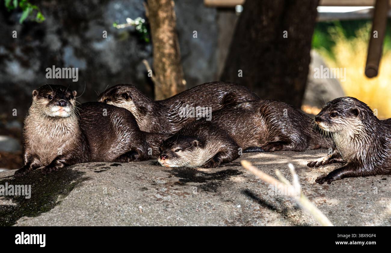 Otters are carnivorous mammals in the subfamily Lutrinae. The 13 extant ...