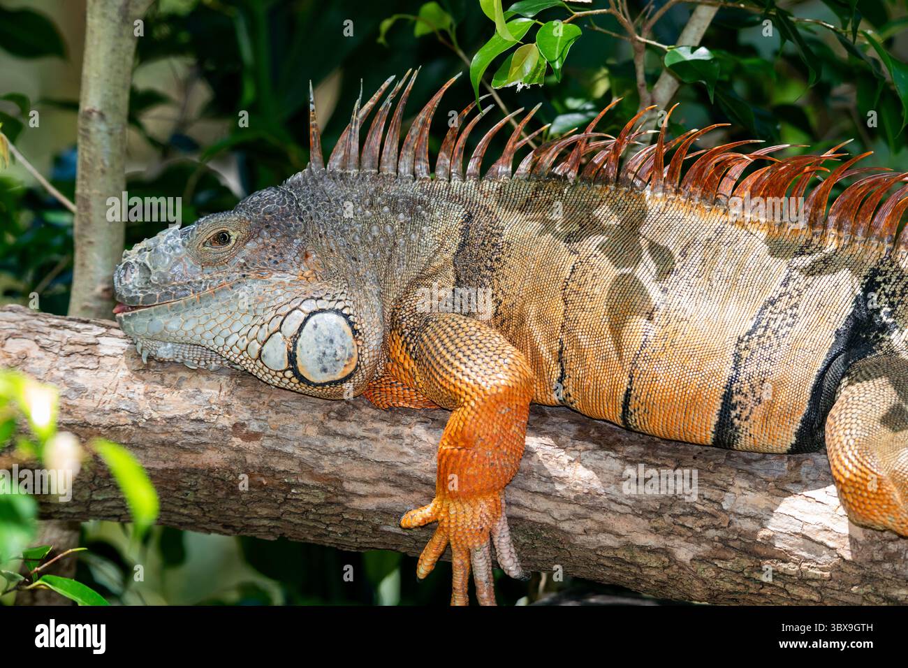 Iguana is a genus of herbivorous lizards that are native to tropical ...