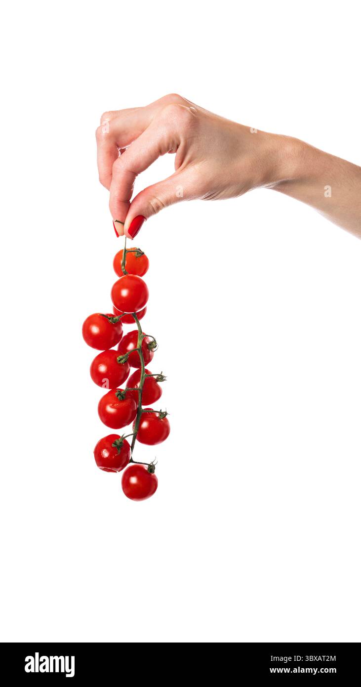 Cherry tomato branch in hand path isolated on white Stock Photo - Alamy