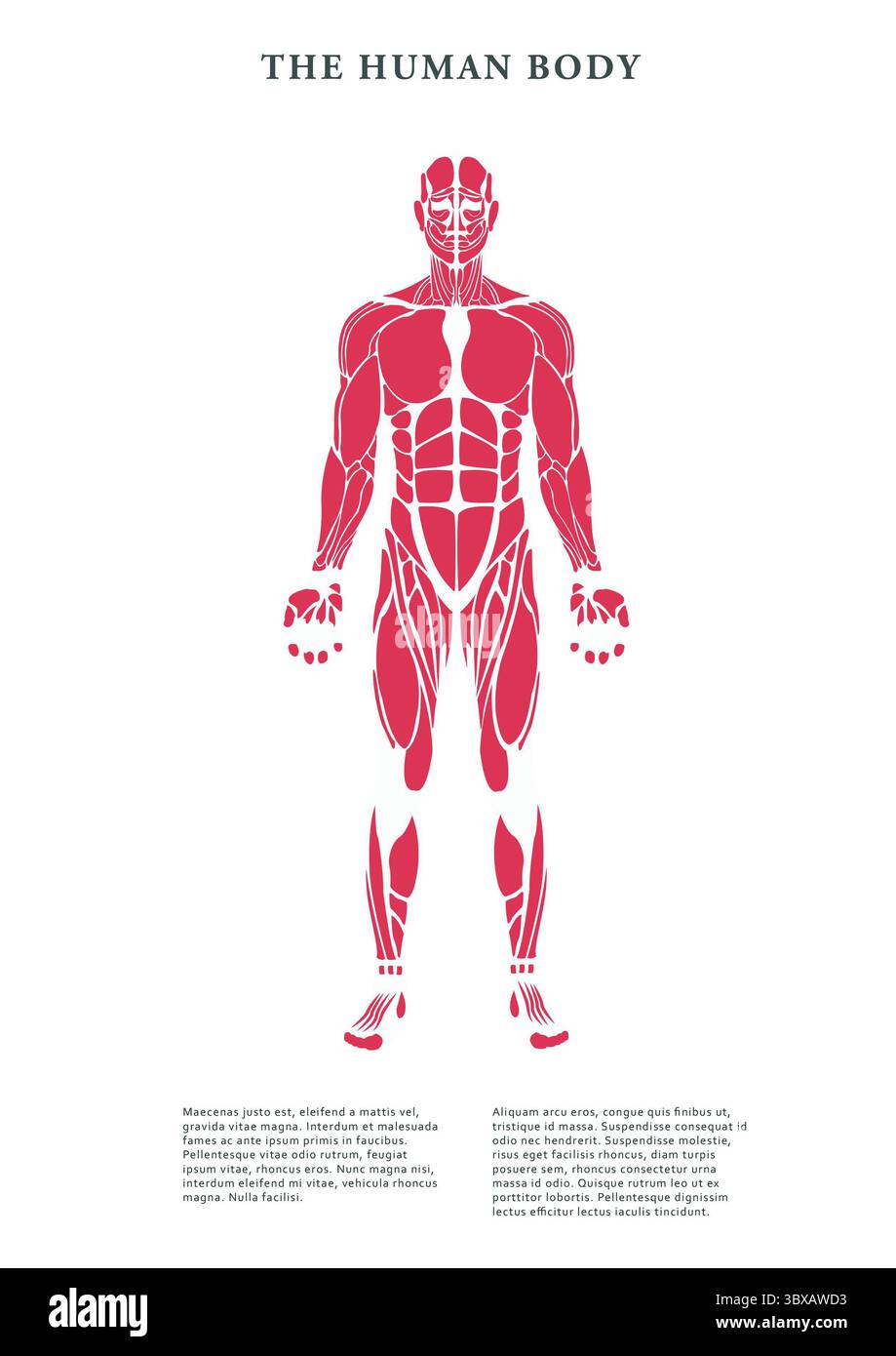 Human body muscles diagram hi-res stock photography and images - Alamy